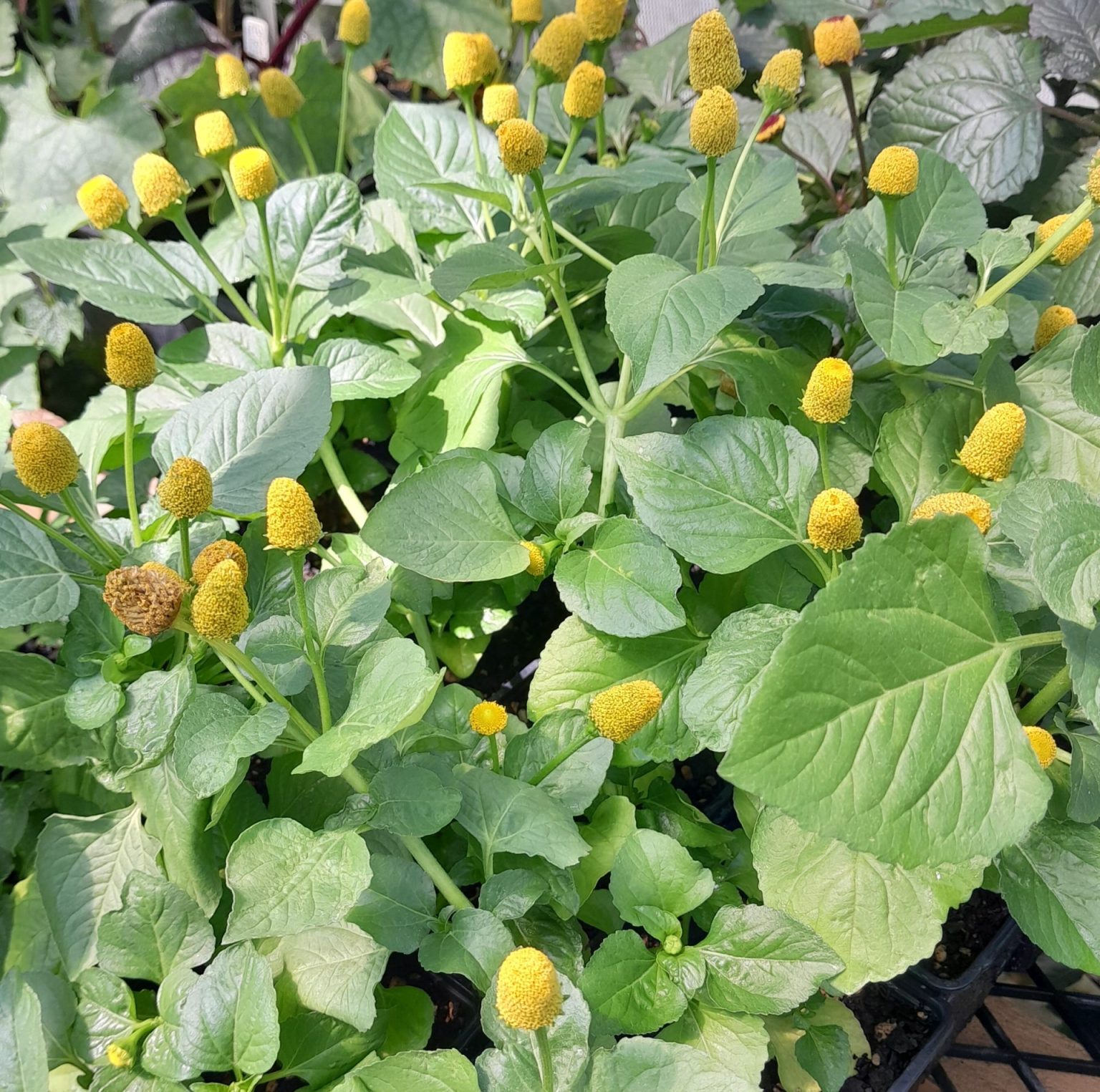 Szechuan Button (Toothache Plant) - Kahikatea Farm Certified Organic ...