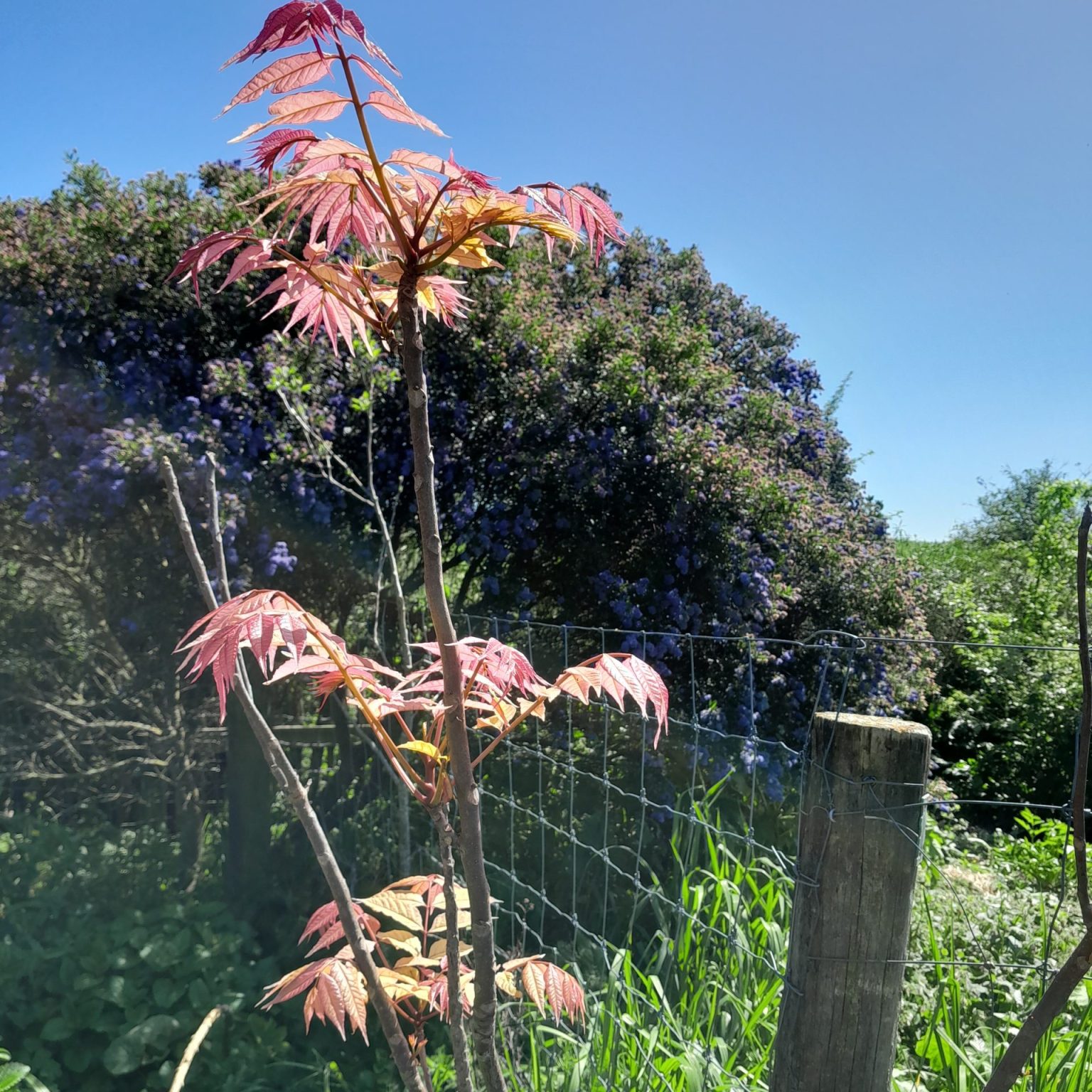 Chinese Toon Tree - Kahikatea Farm Certified Organic Nursery and ...