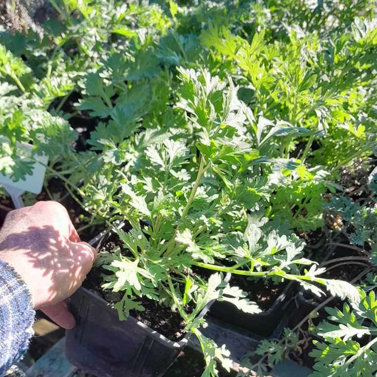 Wormwood - Kahikatea Farm Certified Organic Nursery and Permaculture Farm