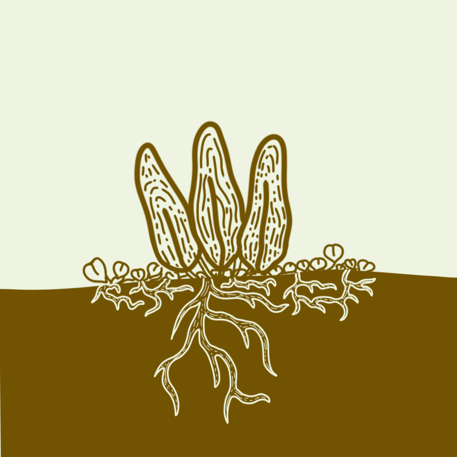 Ground Covers - Kahikatea Farm Certified Organic Nursery and ...