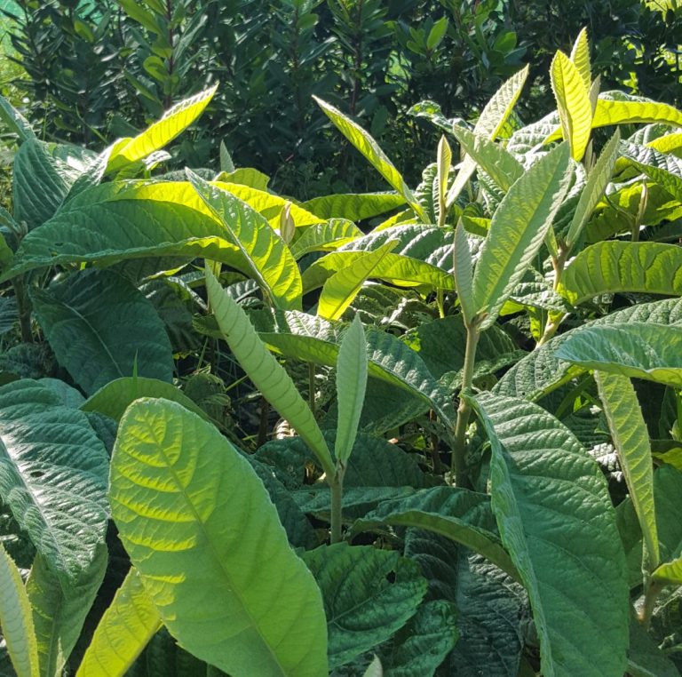 Loquat (seedling) - Kahikatea Farm Certified Organic Nursery and ...