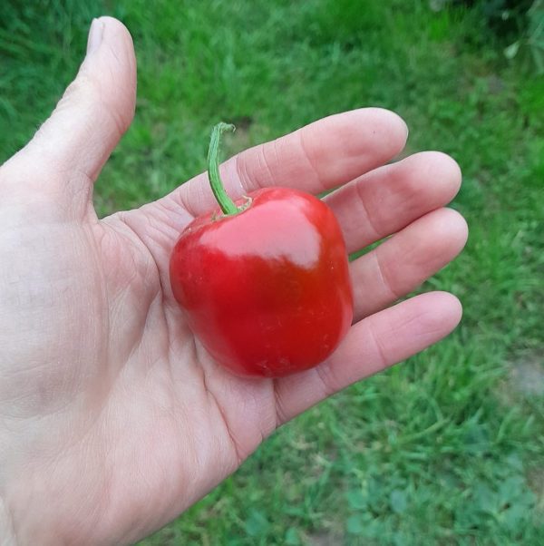Perennial Chilli Rocoto - Kahikatea Farm Certified Organic Nursery and ...